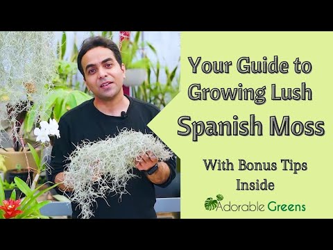 How To Use Spanish Moss For Indoor Plants