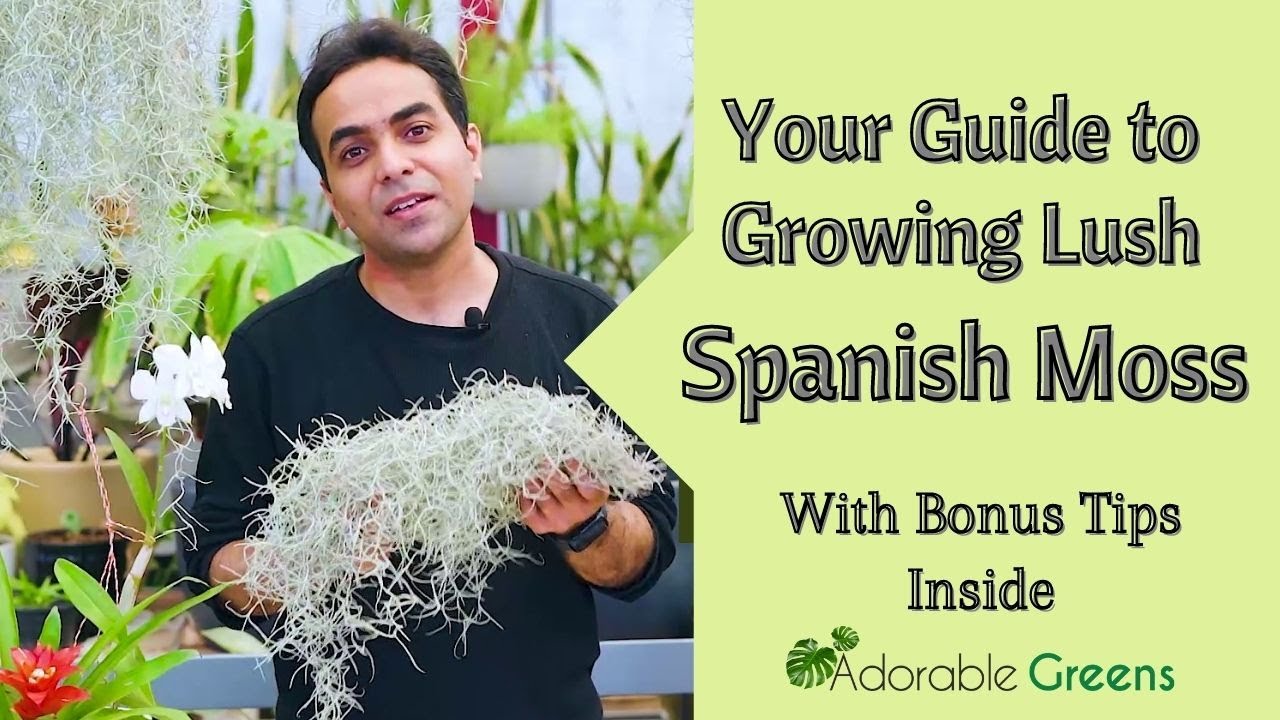 Spanish Moss | Tillandsia Useneoids | Air plant How to care | Easy Tips ...