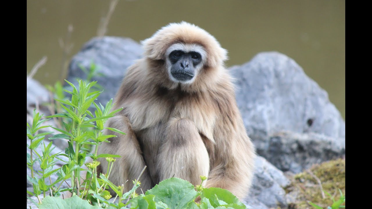 Quels Sont Les Animaux Sauvages Les Plus Charismatiques