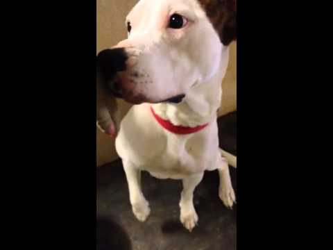 Amazing 1 y.o. ABD girl
