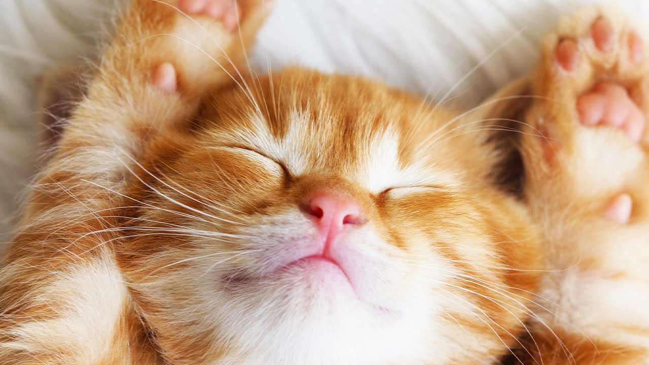 SOOTHING RAIN AND STREAM NATURE SOUNDS, PEACEFUL MUSIC, ADORABLE CUTE ...