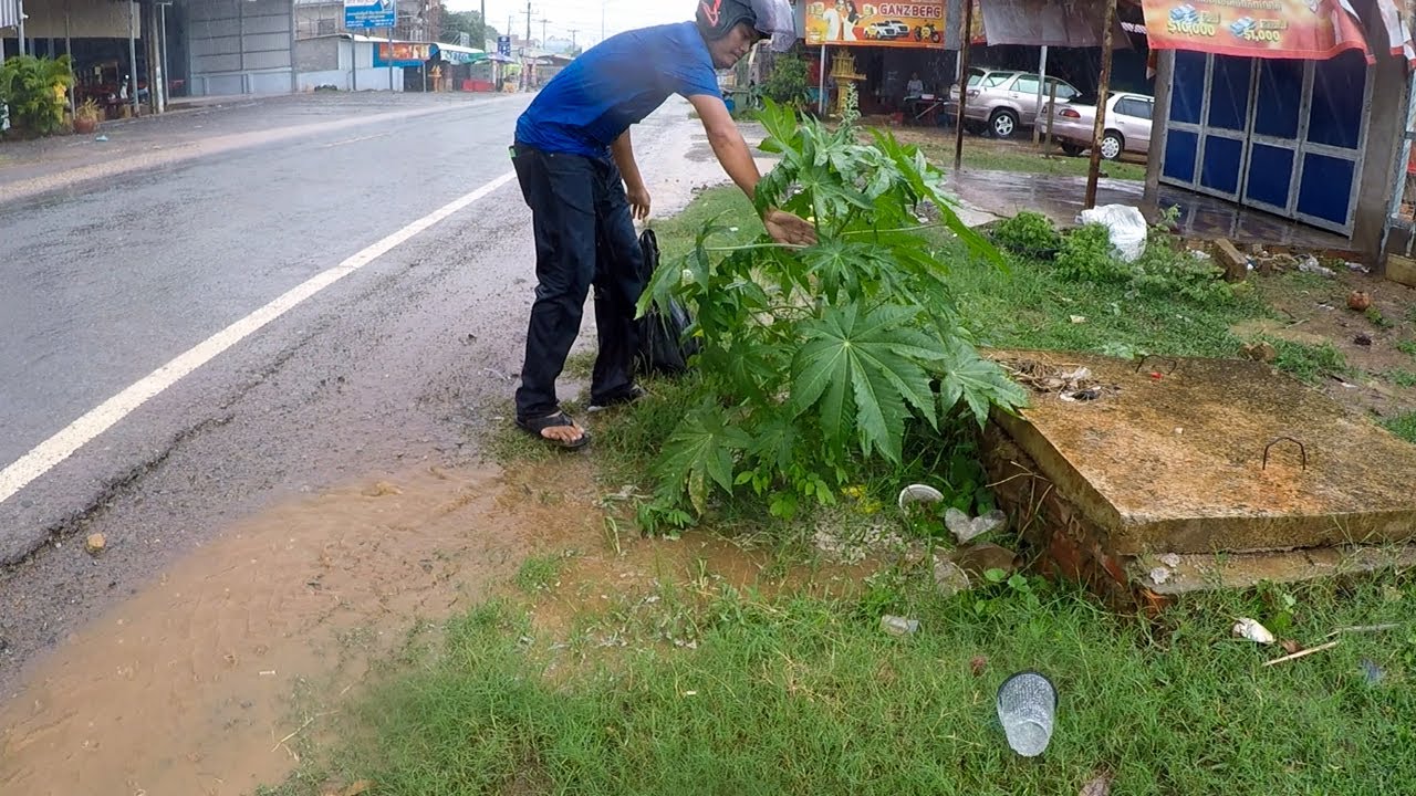 No Body Care This Culvert Drain - Remove Plants And Grass Grow Clog ...