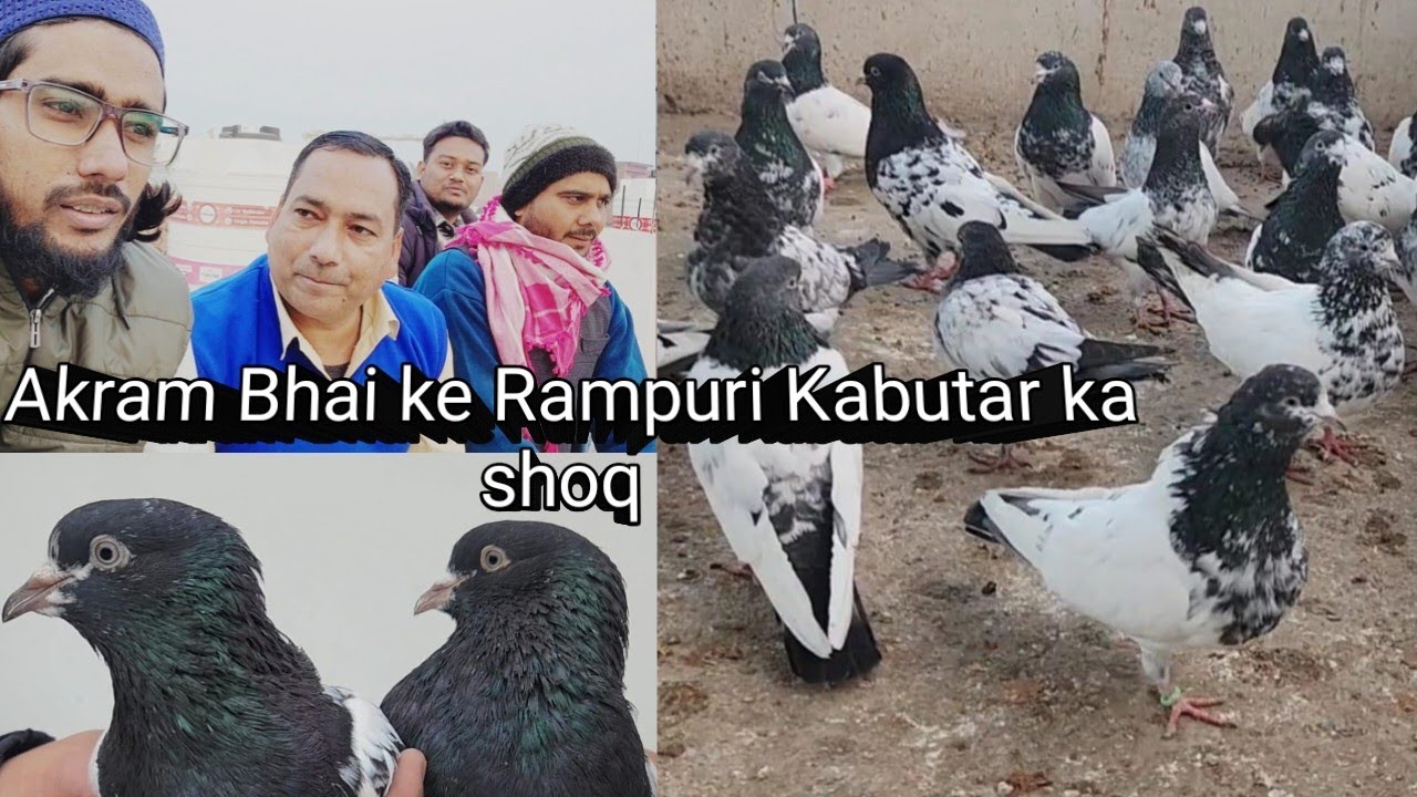 Rampuri kabootar!!tlTop indian Breed!!@smart.rampurikabutar. - YouTube
