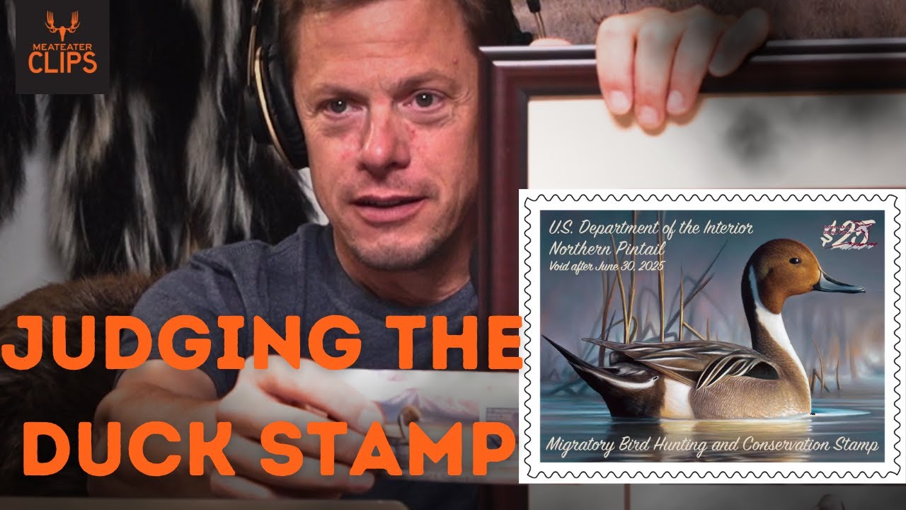 What Winning the Federal Duck Stamp Competition Looks Like | With ...
