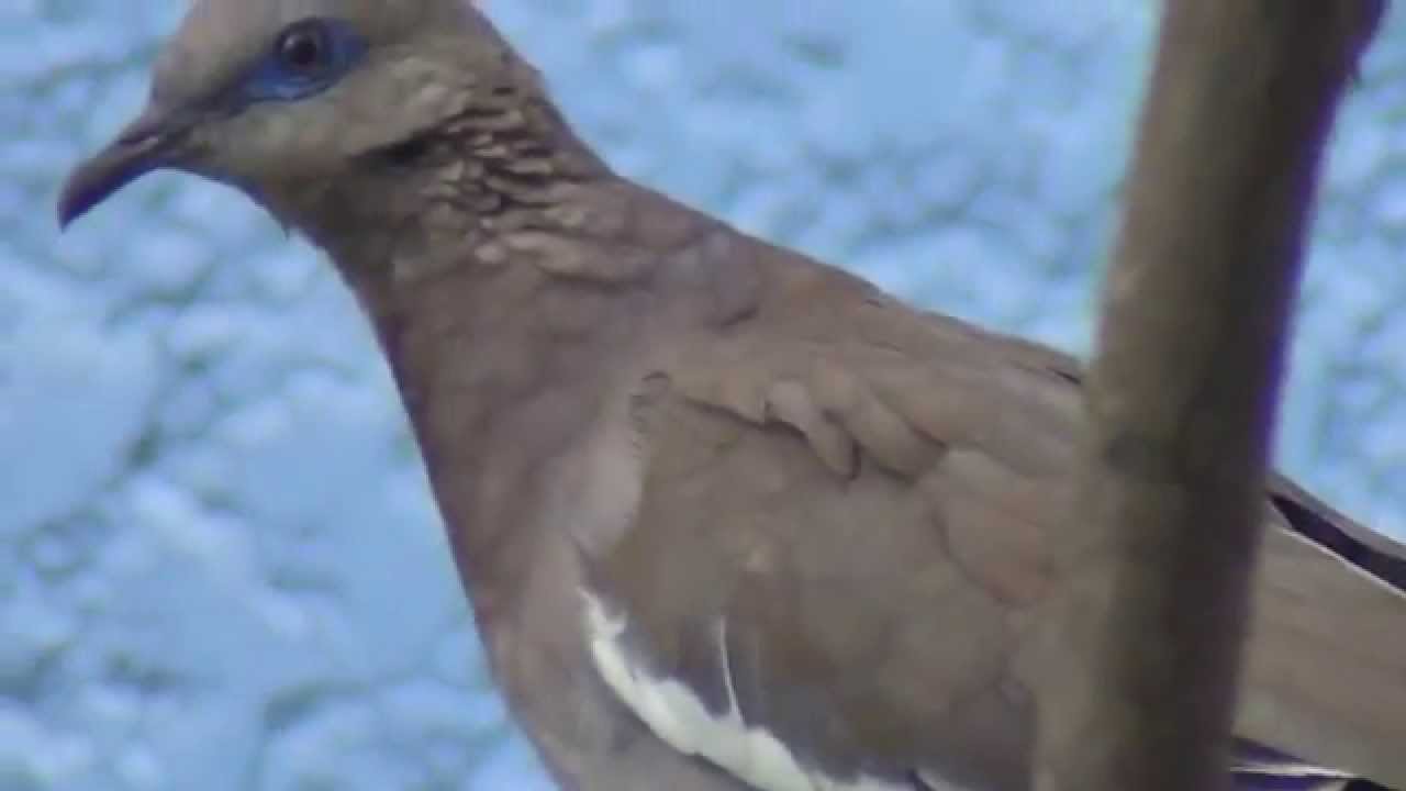 Aves del Perú: Cuculí. (Zenaida meloda). Aves de Lima - YouTube