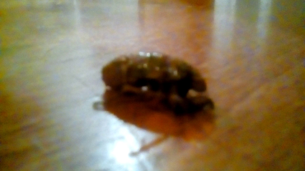 My pet june bug junuper! #1 - YouTube