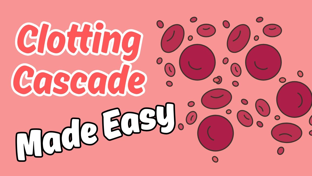 Understanding the Coagulation Cascade | Intrinsic, Extrinsic, & Common ...