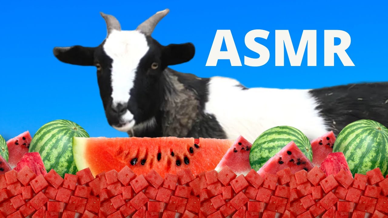 ASMR |Goat eating watermelon | - YouTube