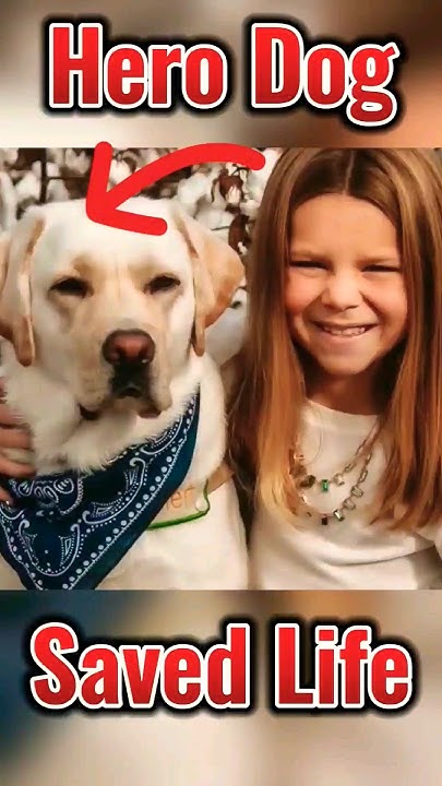 Hero Dog Saved Life 😱 #shorts #shortsvideo - YouTube
