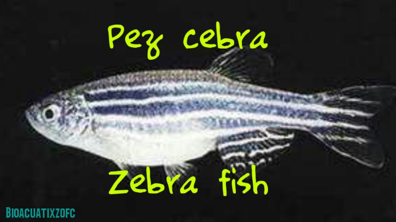 Pez cebra cuidados básicos - YouTube