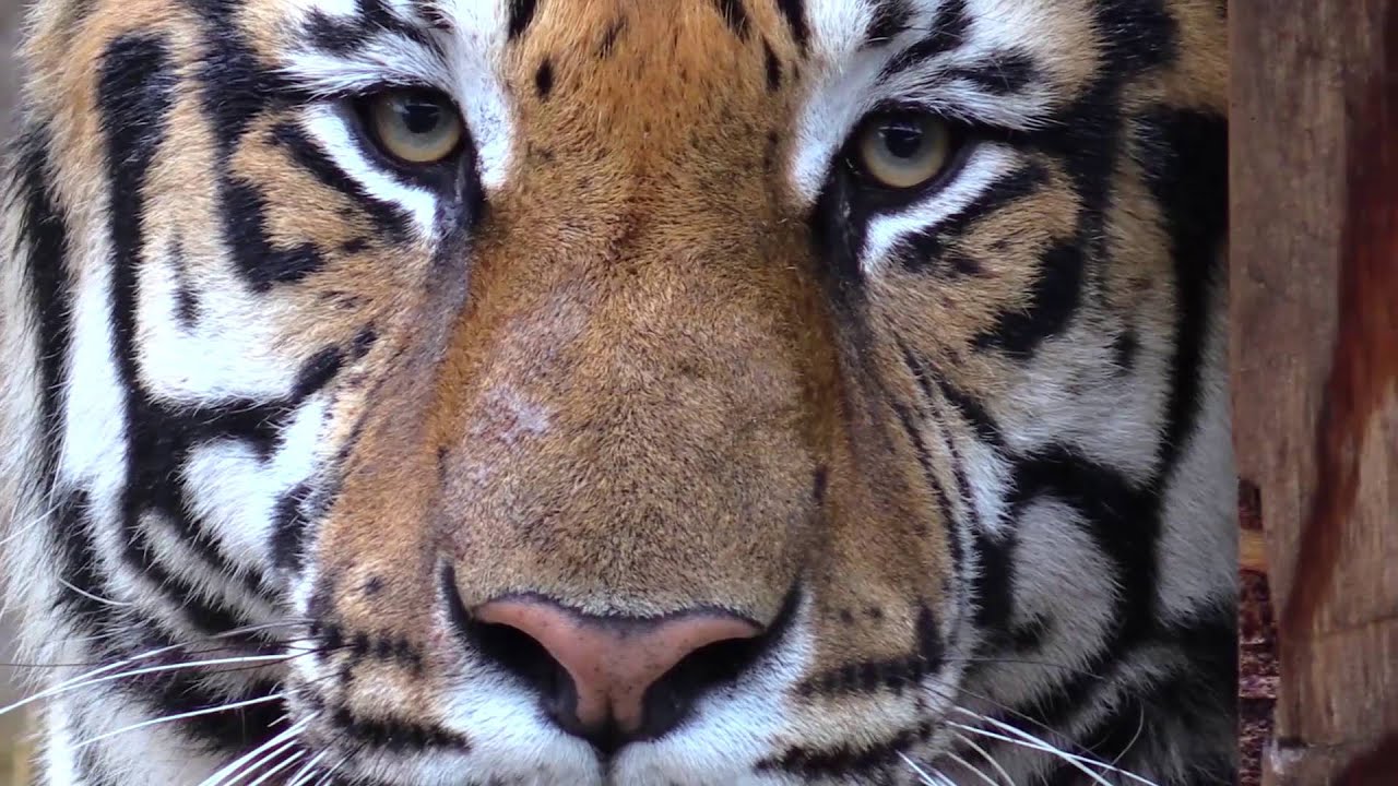 The GW Zoo 2015 - YouTube