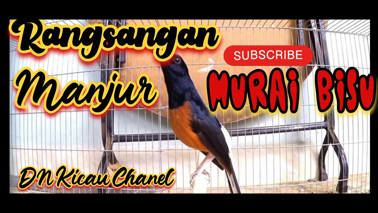 RANGSANGAN MANJUUR BUAT MURAI BIRAHI - YouTube