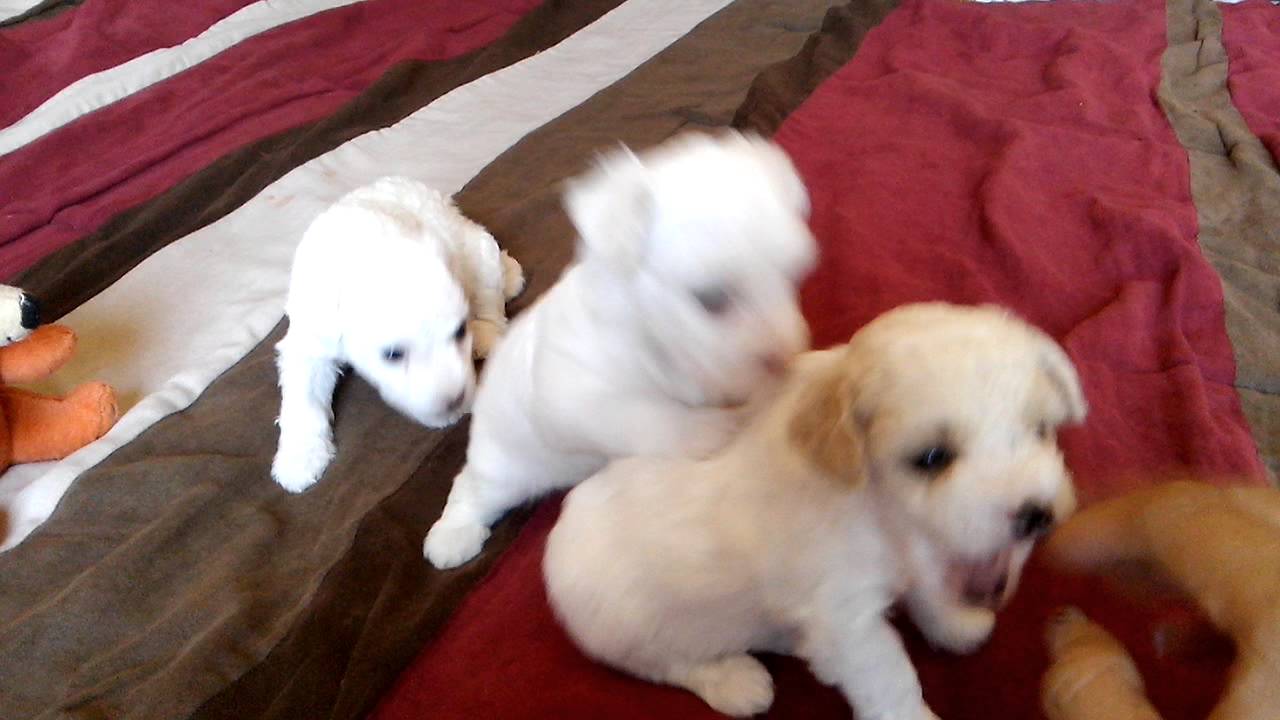 Cachorros French poodle 1 mes - YouTube