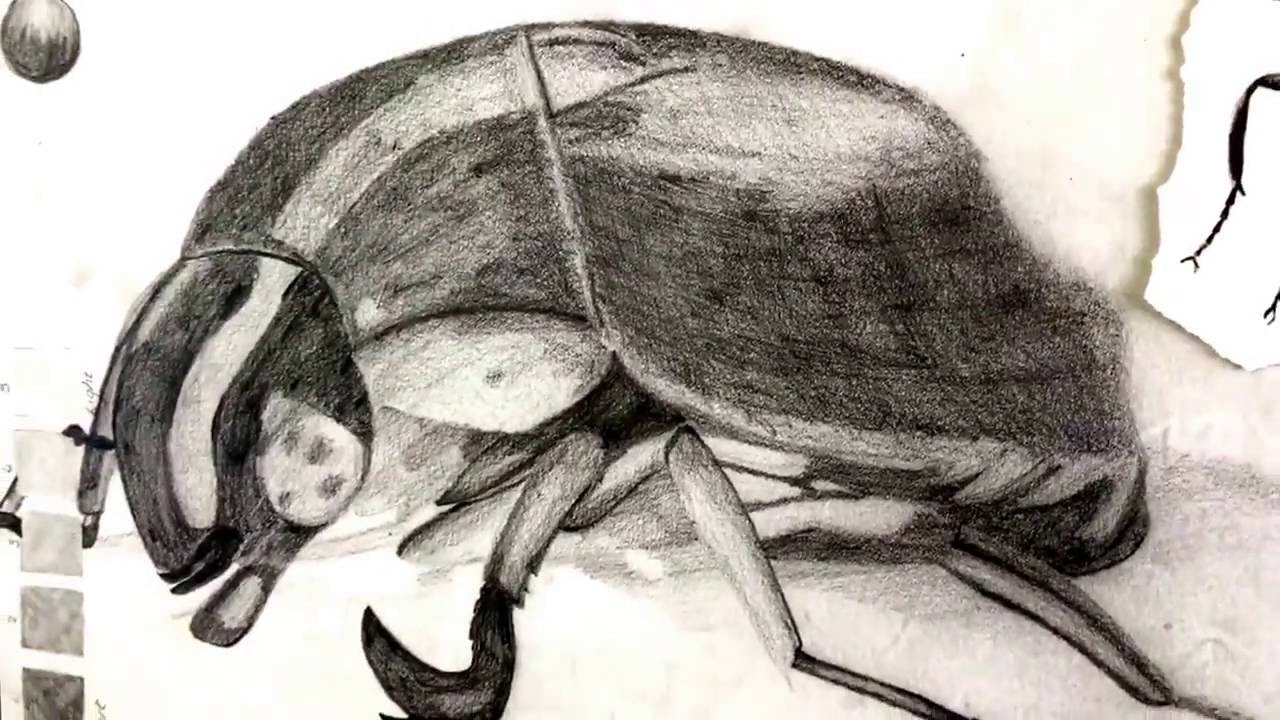 Mrs Ward's art demo- what makes an excellent tonal drawing of an insect ...