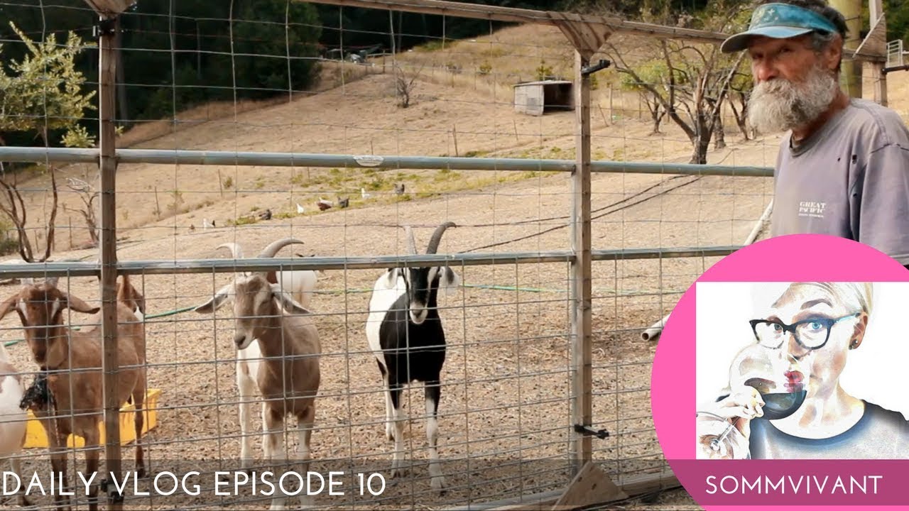 FARMER JACK & HIS FEARLESS GOATS! Daily Vlog Ep. 10 - YouTube