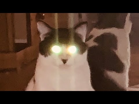 Travis the cat “travis toy” - YouTube