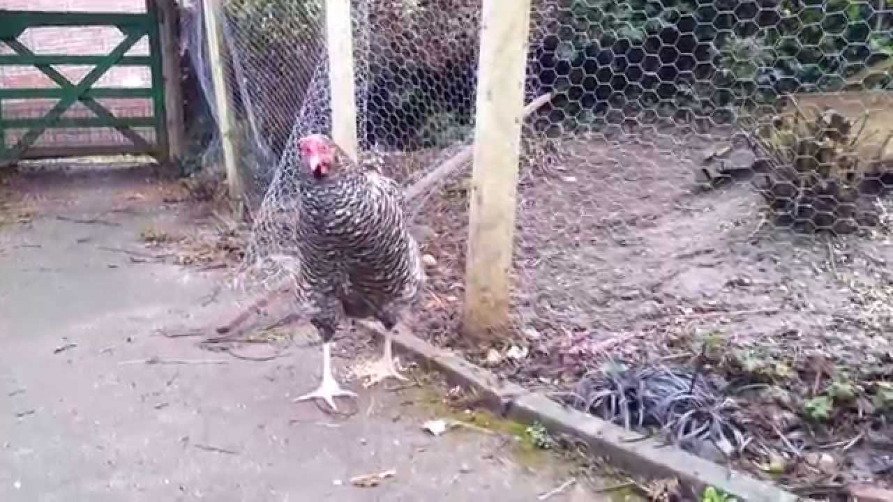 Poorly chicken - advice please - YouTube