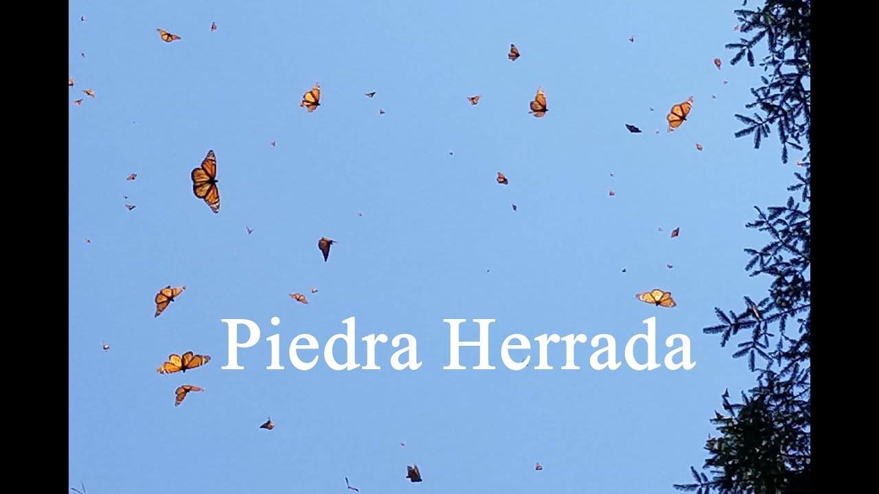 Piedra Herrada Monarch Sanctuary March 21/18 - YouTube