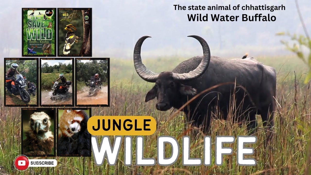 Wild Buffalo Conservation Center | Ondh & Koyba | Chhattisgarh state ...