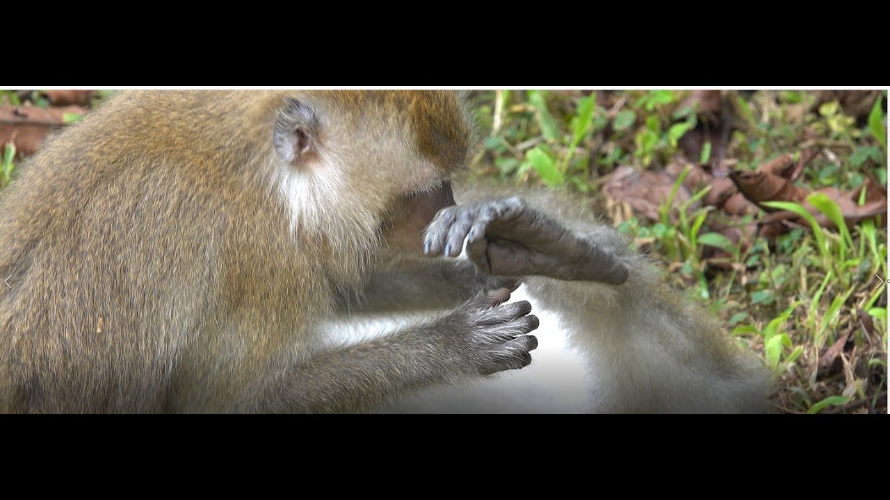 Monkey See Monkey Do - YouTube