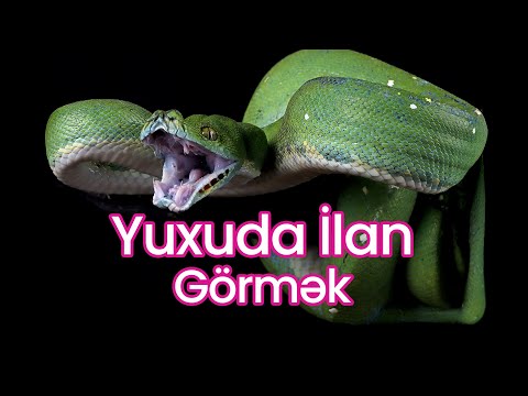Yuxuda İlan Görmək Nə Mənaya Gəlir? Ağ və Qara İlanın Mənası