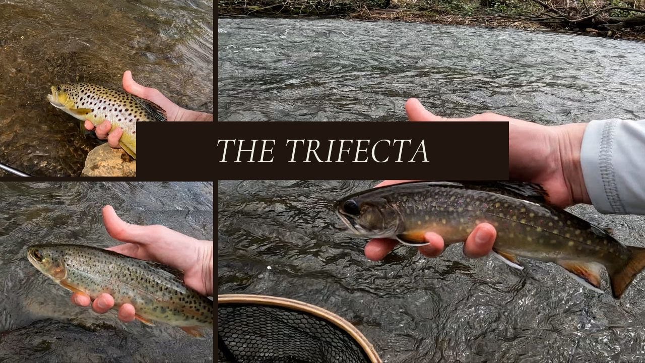 A Wild Trout Trifecta: Three Species, One Stream - YouTube