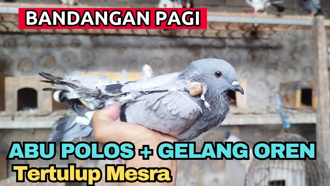 BANDANGAN ABU POLOS + GELANG OREN TERTULUP MESRA - YouTube