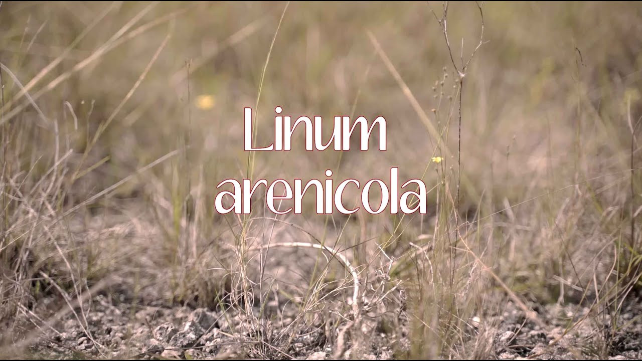 Collaborative Conservation Efforts for the Globally Imperiled Sand Flax ...