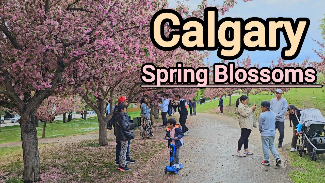 Calgary Spring Blossoms Walking Tour on May 2025 #Calgary #Alberta # ...