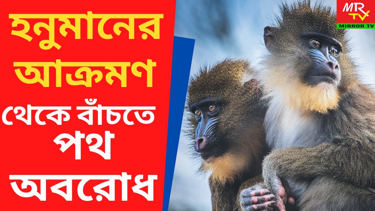 Monkey # হনুমানের দৌরাত্ম্যে পথ অবরোধের নামল স্থানীয় বাসিন্দারা ...