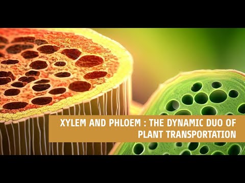 Xylem and Phloem : The Dynamic Duo of Plant Transportation - YouTube