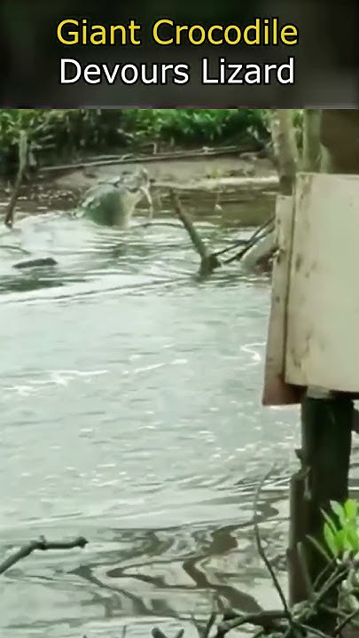 Giant Crocodile Devours Lizard - YouTube