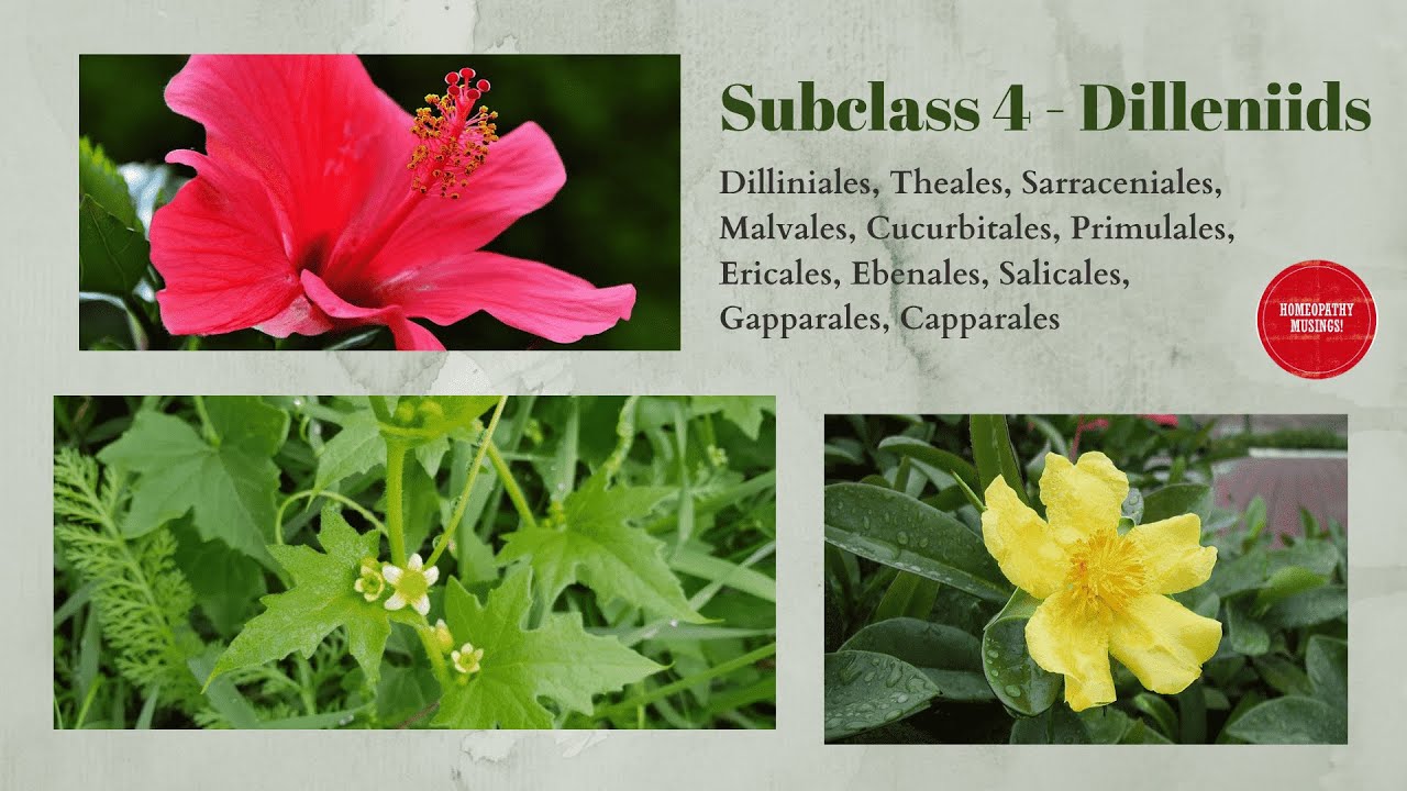 Understanding of Subclass 4 of the Plant Kingdom - By Dr. Reni Shah ...