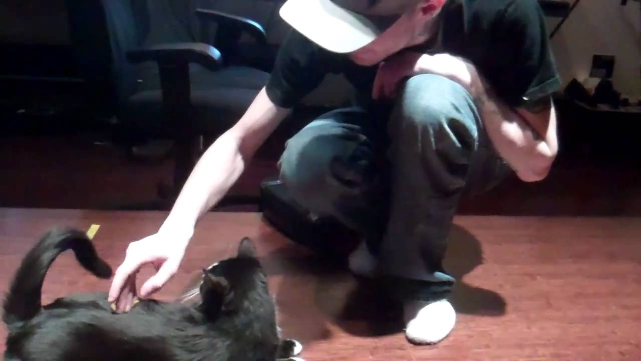 Professor Meowingtons Workout Video - YouTube