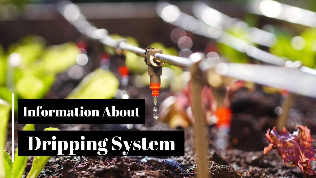 Terrace Farming Made Easy: Drip Irrigation Solutions - YouTube