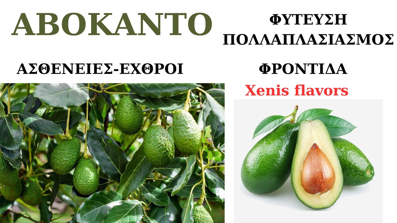 ΑΒΟΚΑΝΤΟ ΠΟΙΚΙΛΙΕΣ, ΠΟΛ/ΣΜΟΣ, ΦΥΤΕΥΣΗ,ΦΡΟΝΤΙΔΑ! ΠΛΗΡΗΣ ΟΔΗΓΟΣ ΓΙΑ ...