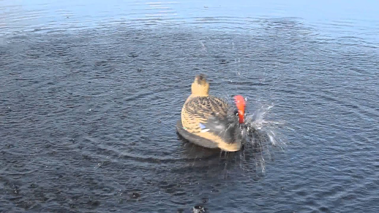 WONDERDUCK TORNADO HEN - YouTube