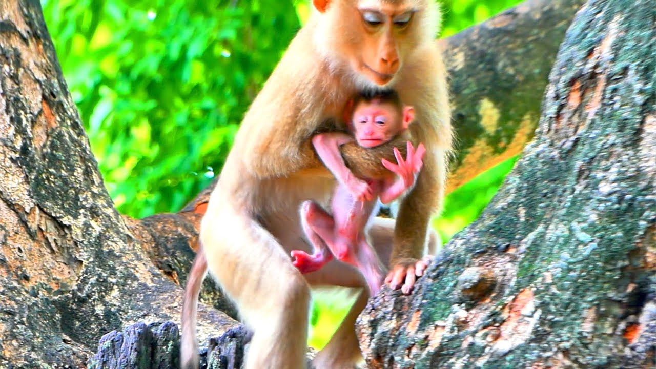 How A Young Mama ANISSA Very Hardly Care First Newborn baby Weak-ness ...
