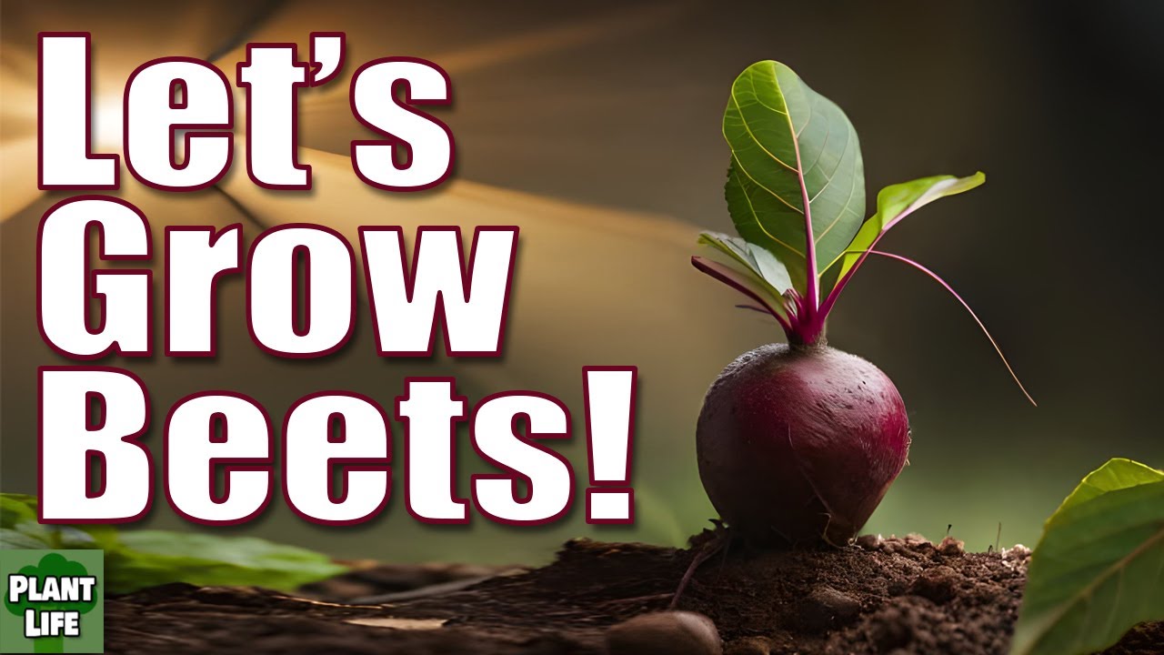 How To Grow Beets From Seed - YouTube