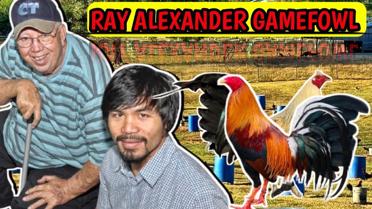 La Leyenda Ray Alexander Farm/Claret Rh Grey Chocolate 🐓🐓🐓🔥🔥 - YouTube