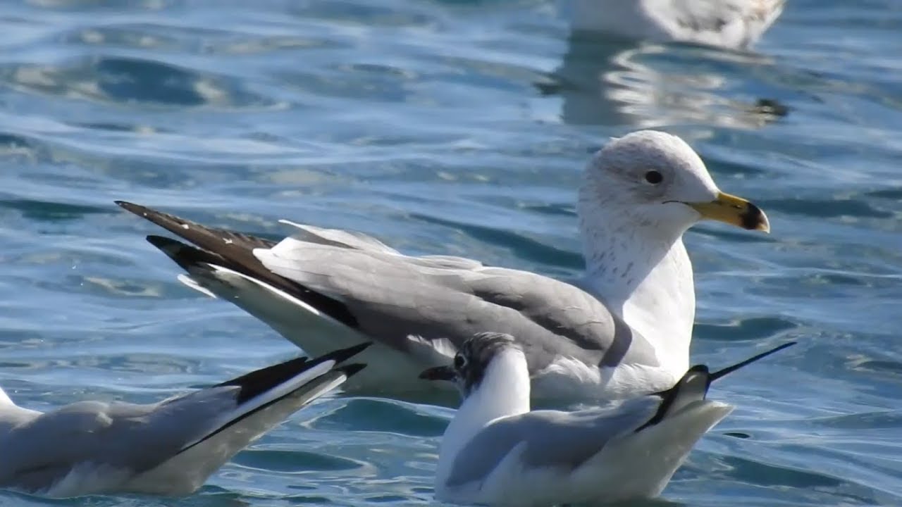 Armenian Gull (Larus armenicus) (4cy in flight) - YouTube