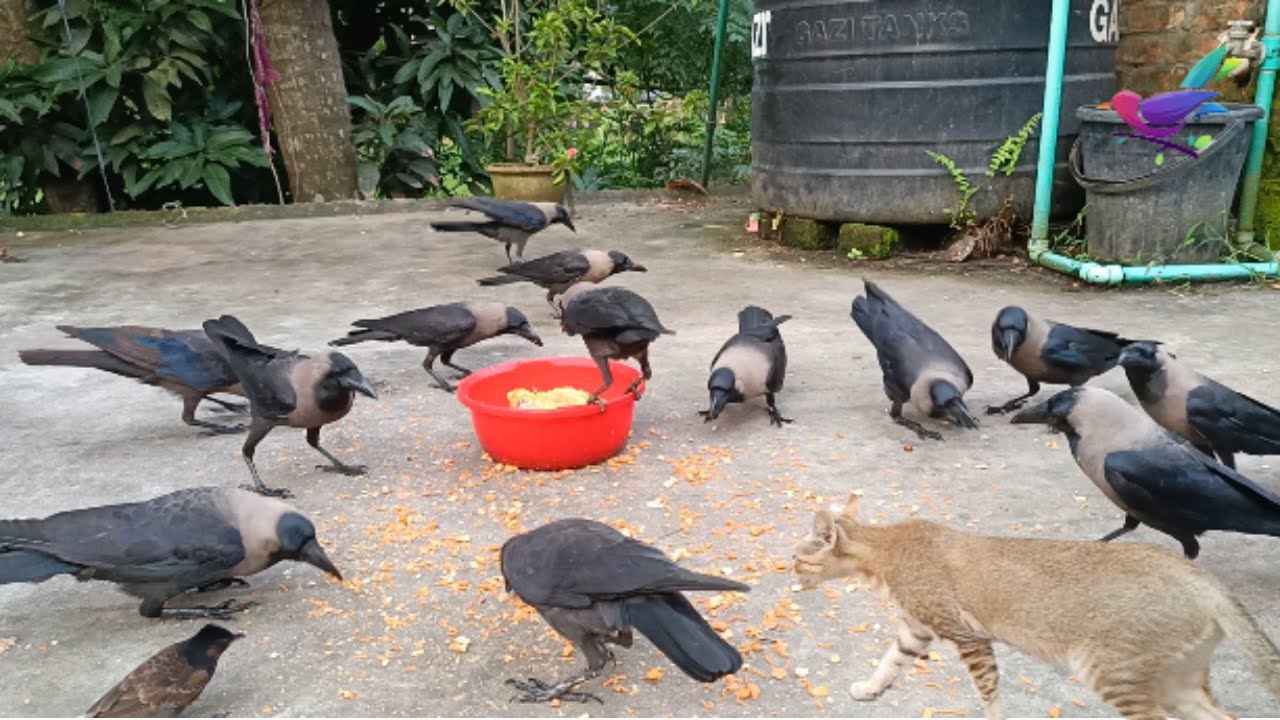 Suddenly, A cat attacks crows when they are eating | Best ever HD video ...