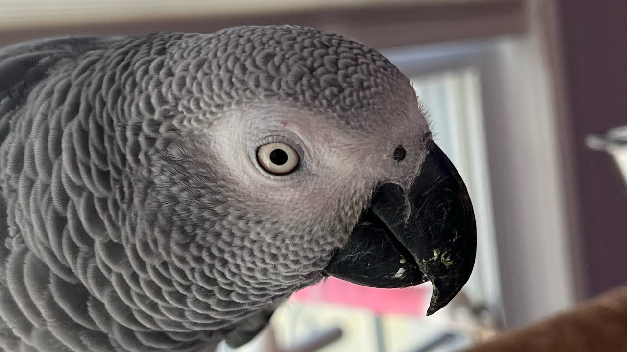 A few minutes with Symon the African Grey Talking Parrot🦜#talkingparrot ...
