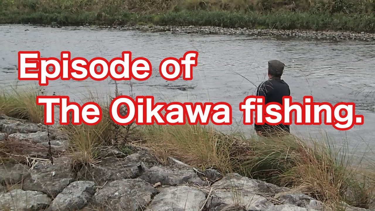 981_【Episode of the Oikawa fishing】 晩秋のオイカワ釣り。 Oikawa fishing in late ...