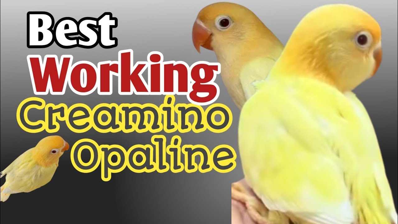 How to produce Creamino Opaline Lovebird | Best pairing to produce ...