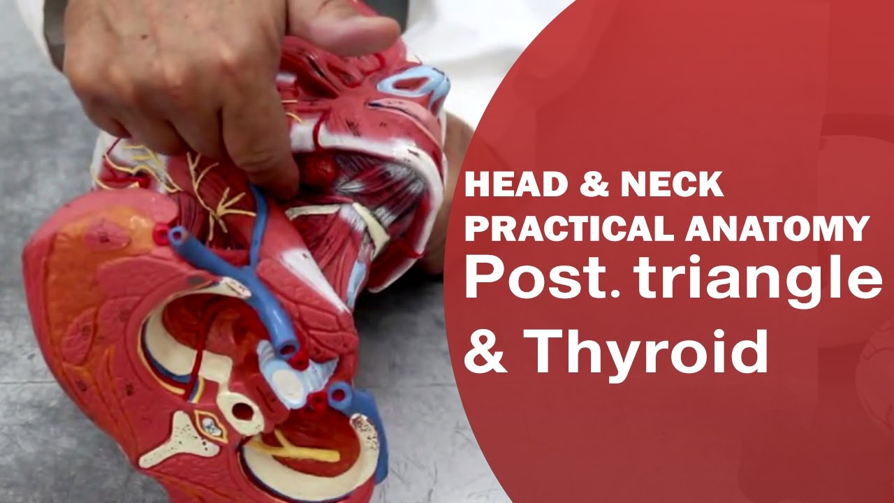 Head & neck practical anatomy - Post. triangle & thyroid - YouTube