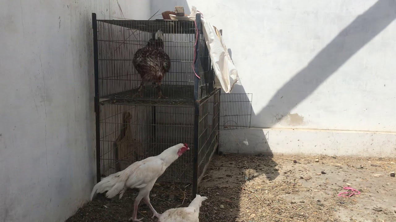 Aseel heera | Heera Hen | Aseel Cheena - YouTube