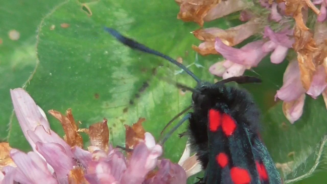 5-Spot Burnet Moth - YouTube