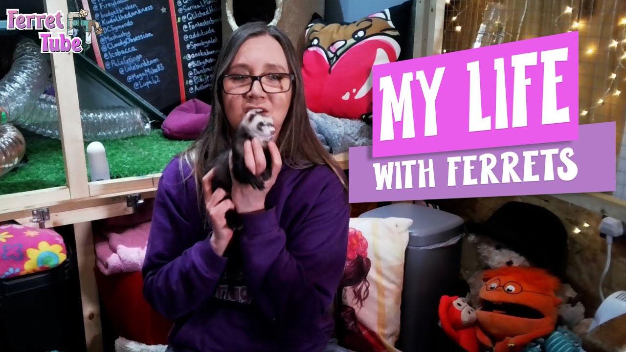 QUAILS EGGS! Family-friendly ferret fun, live chat & pet-care tips ...
