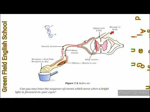 control and coordination part - 3 - YouTube